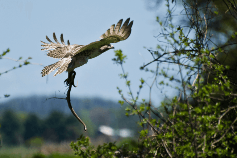 6 Hawk And Snake Symbolism And Spiritual Meanings